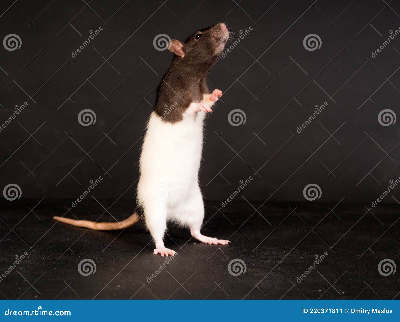 Domestic Rat on a Black Background Stock Image - Image of mammals ...