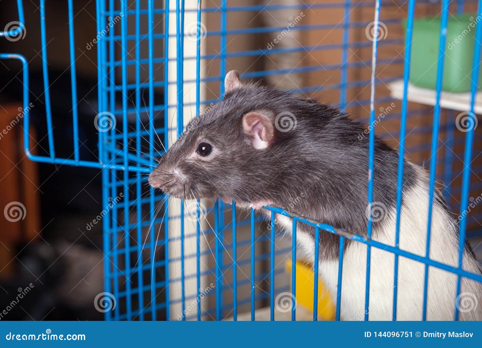 Domestic rat in a cage stock image. Image of whiskers - 144096751