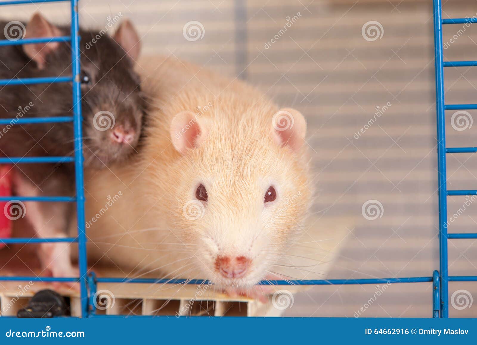 Domestic rat in a cage stock photo. Image of rodent, color - 64662916