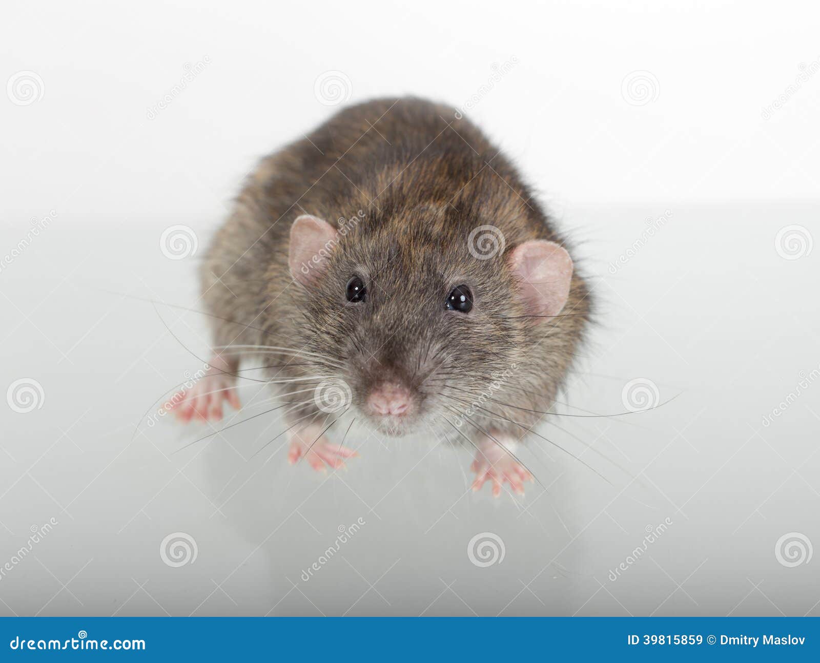 Domestic rat closeup stock image. Image of beauty, fluffy - 39815859