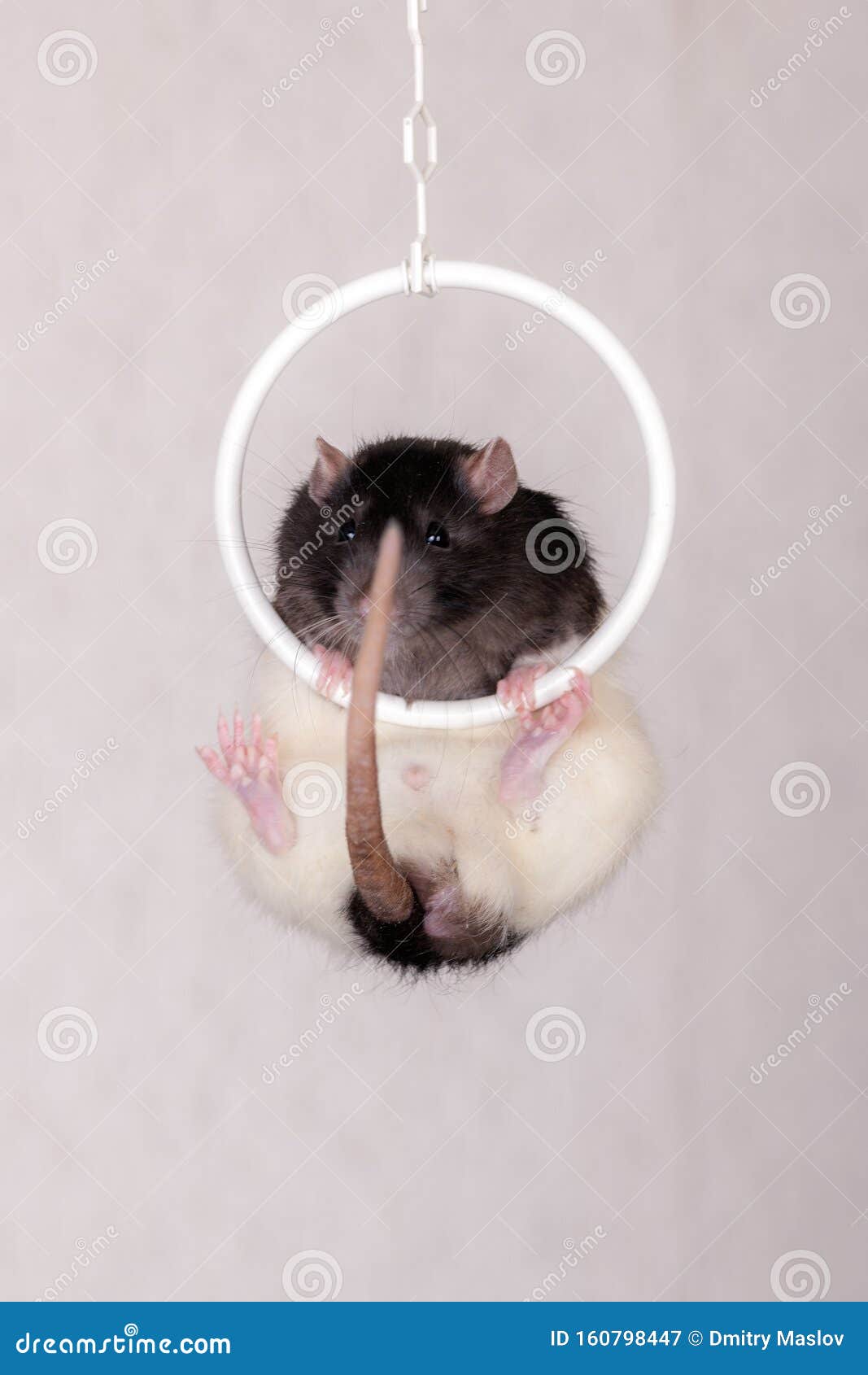 Domestic rat on the ring stock image. Image of black - 160798447