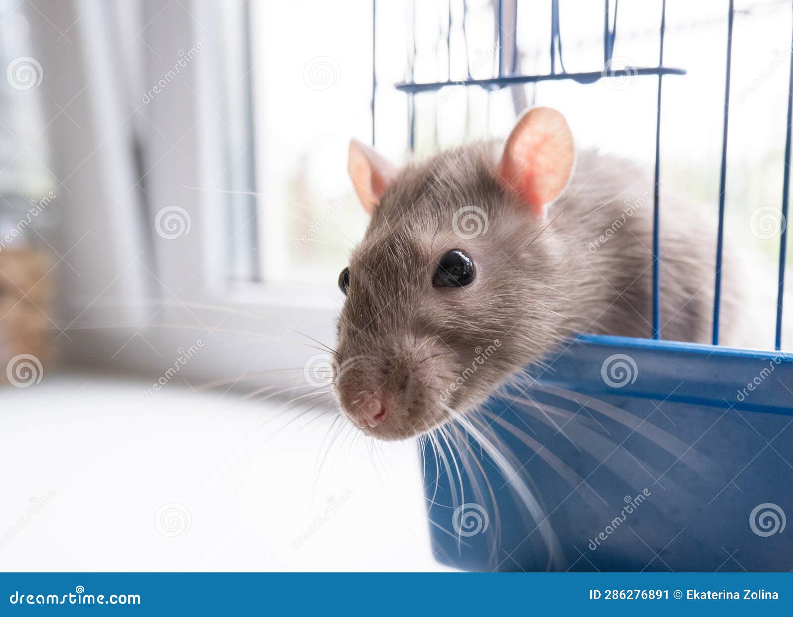 The Domestic Rat Dumbo, White, Has Leaned Out of the Open Cage and ...