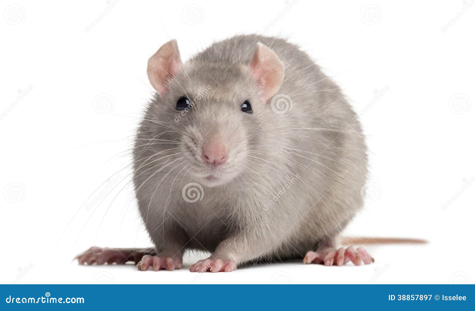 Domestic Rat, Looking at the Camera, Stock Image - Image of studio ...