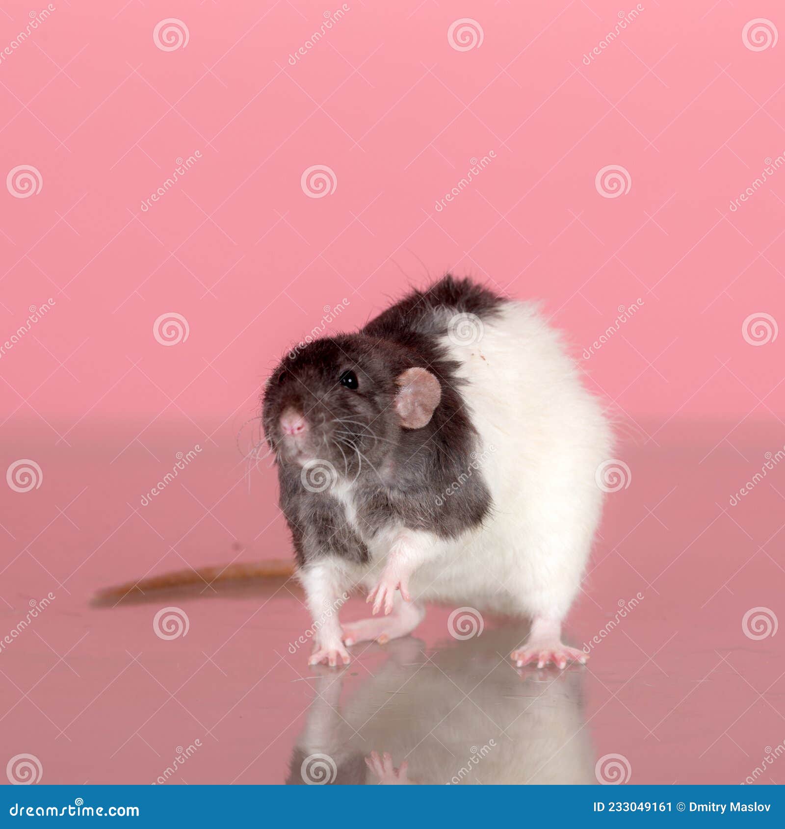 Domestic Rat on a Pink Background Stock Image - Image of closeup ...