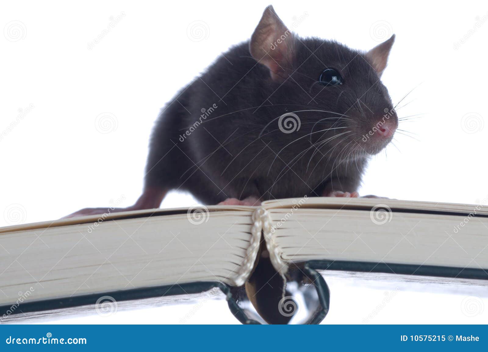 Domestic rat sitting stock image. Image of tome, head - 10575215
