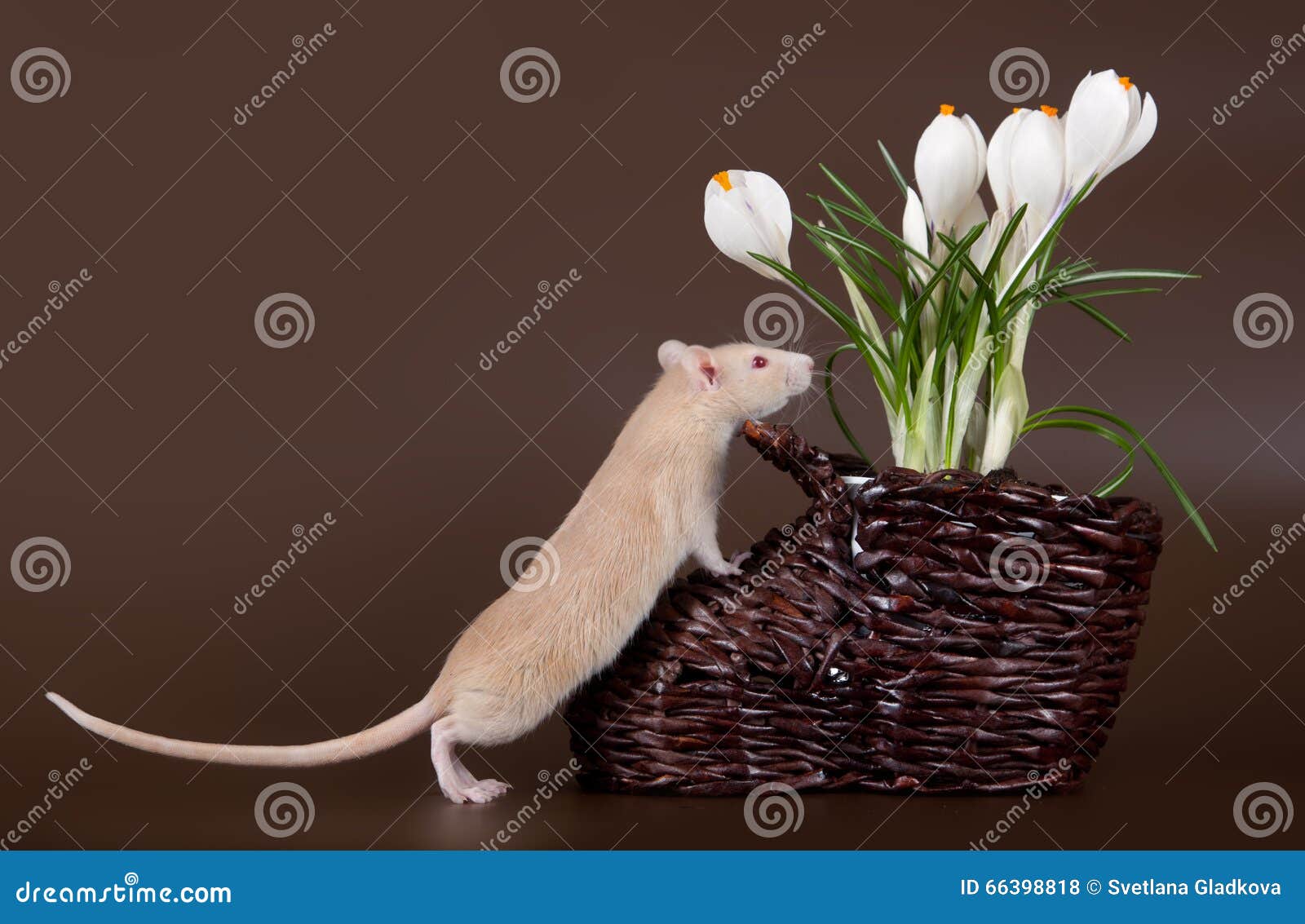 Domestic Rat Sniffs Spring Crocuses Stock Photo - Image of bouquet ...