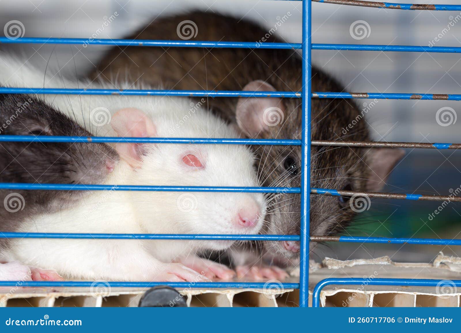 Domestic rats in a cage stock photo. Image of animals - 260717706
