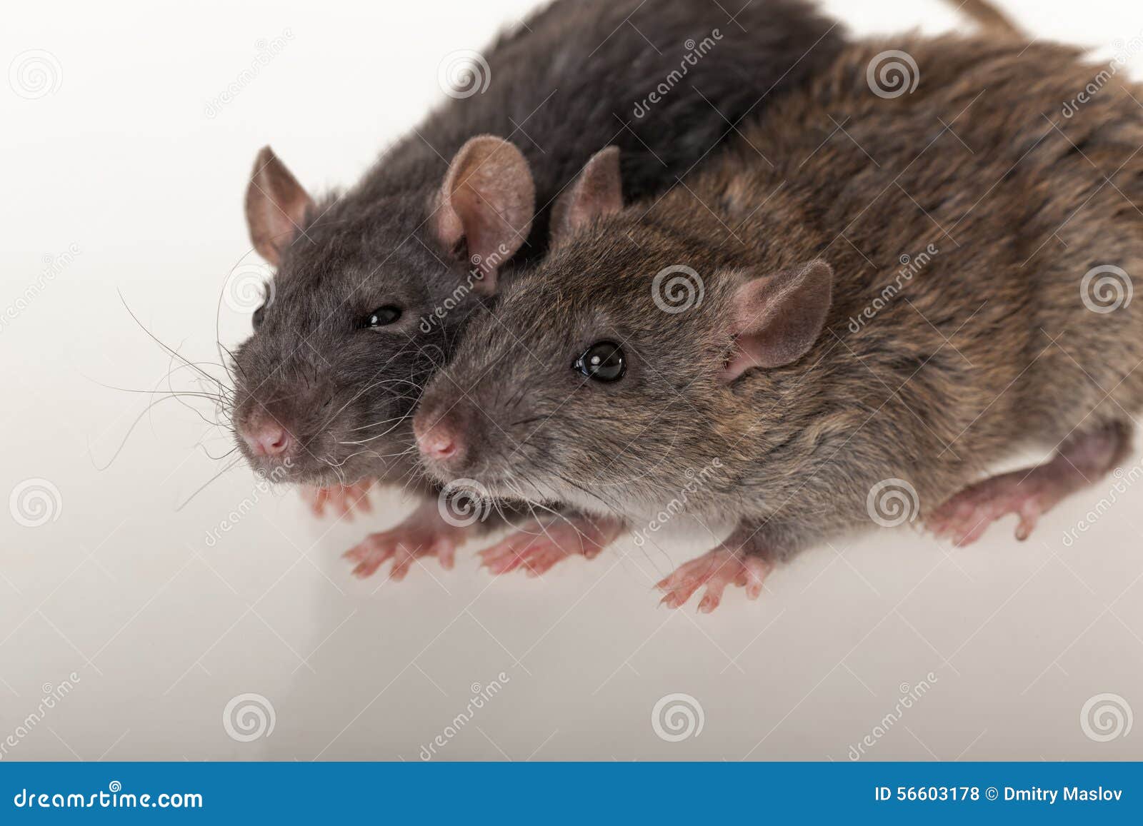 Domestic rats closeup stock photo. Image of portrait - 56603178