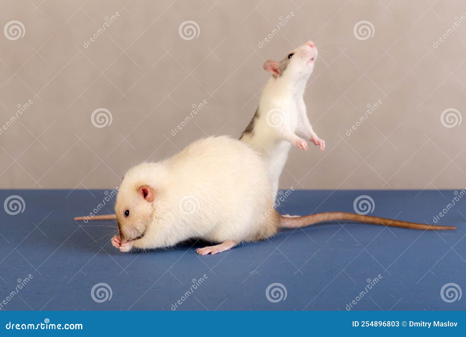 Domestic rats closeup stock image. Image of animals - 254896803
