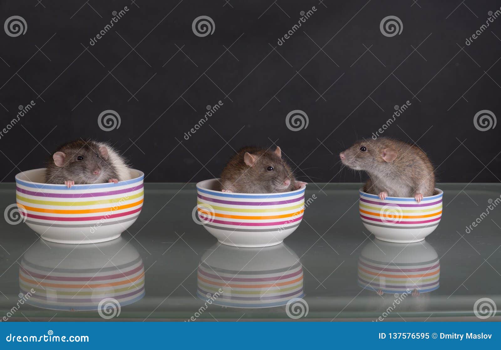 Domestic Rats in Plates on a Table Stock Image - Image of black, nature ...