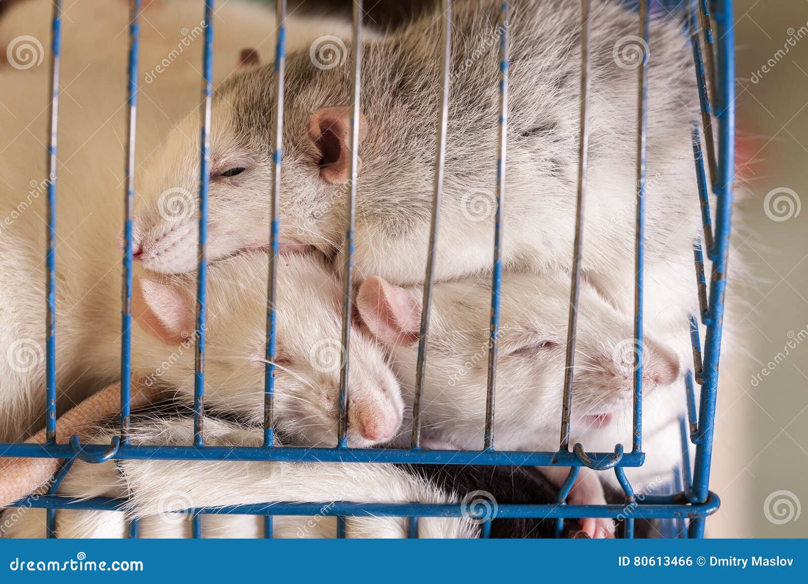 Domestic Rats Sleeping In Cage Royalty-Free Stock Image | CartoonDealer ...