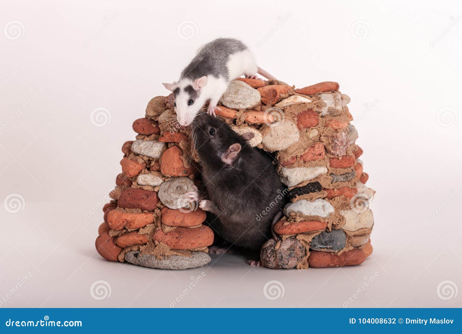 House for rats stock photo. Image of stone, whisker - 104008632