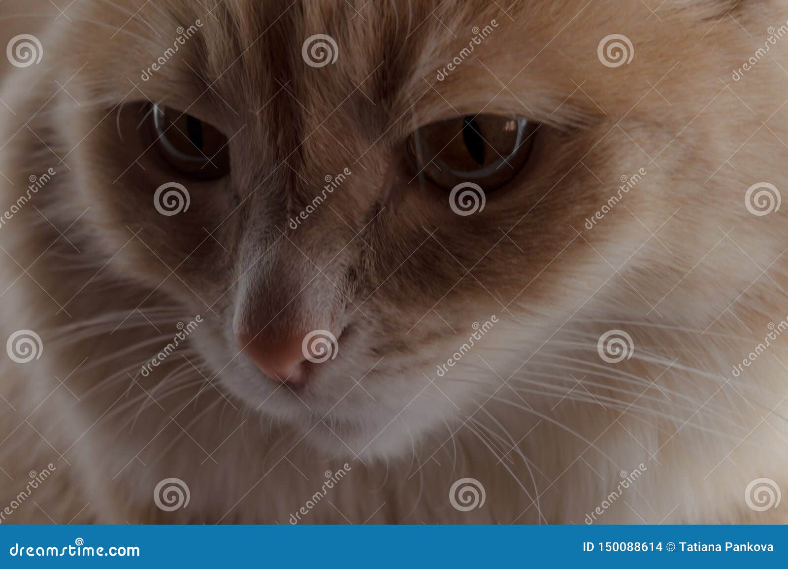 Domestic Red Cat. Portrait of a Fluffy Cat Stock Photo - Image of ...