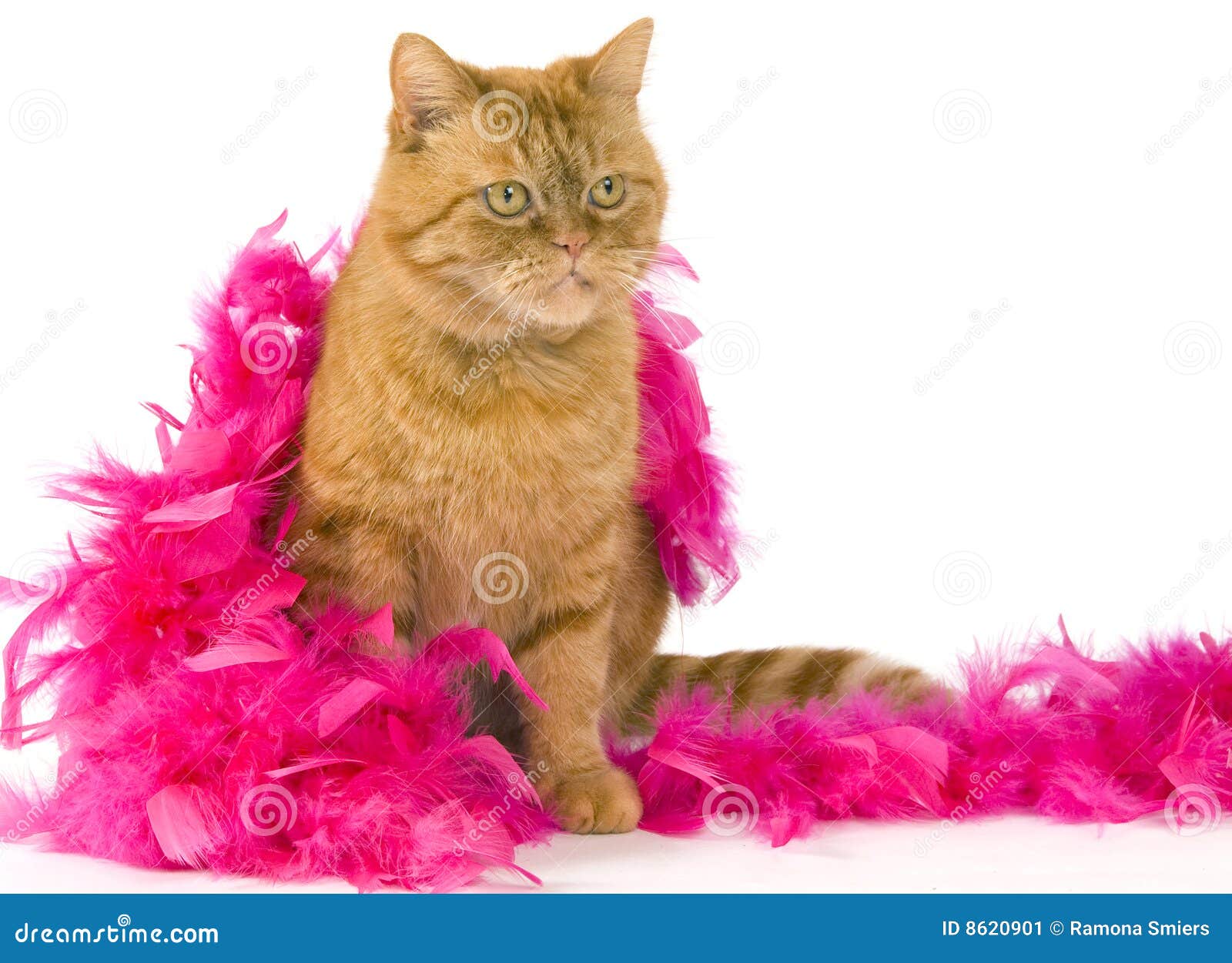 Domestic Red Cat Sitting Dressed Up Stock Image - Image of mammal ...