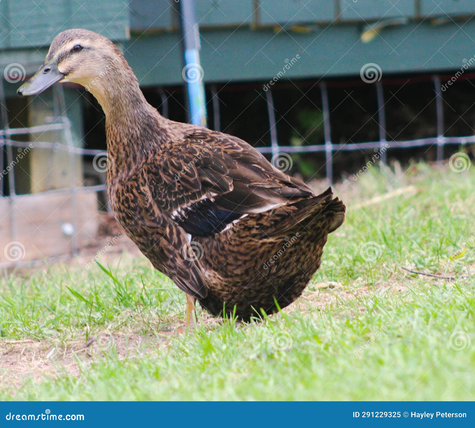 Domestic Rouen Duck stock image. Image of rouen, waterfowl - 291229325