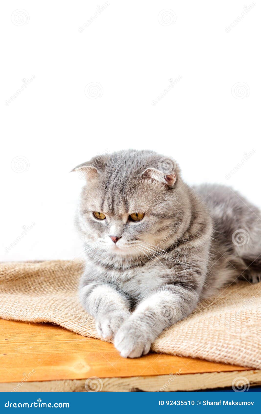 Domestic scottish cat stock photo. Image of beautiful - 92435510