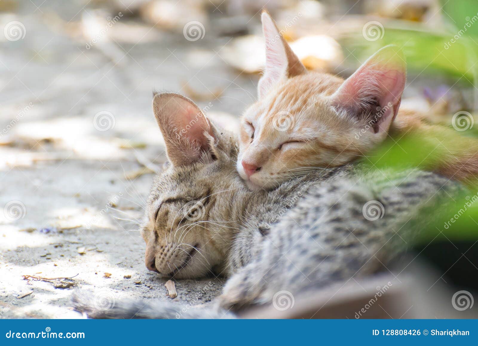 Cat kittens sleeping stock photo. Image of pets, feral - 128808426