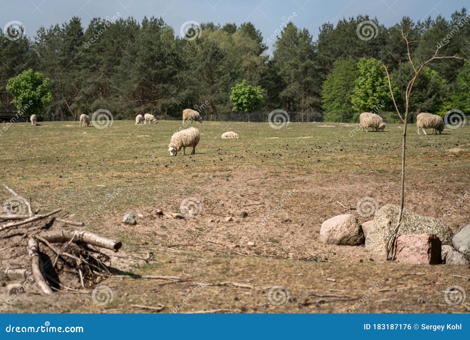 Domestic Sheep on a Farm Field Stock Photo - Image of mammal, outdoor ...