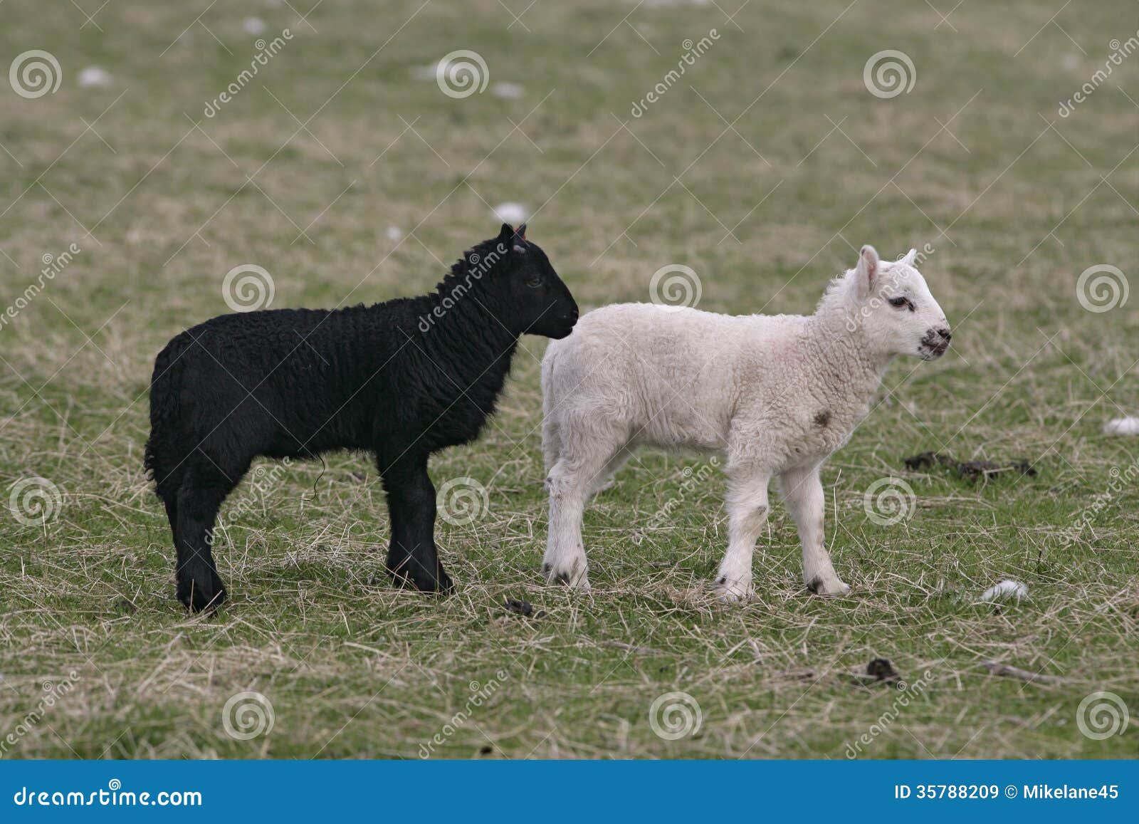 Domestic sheep stock image. Image of north, mammal, animal - 35788209