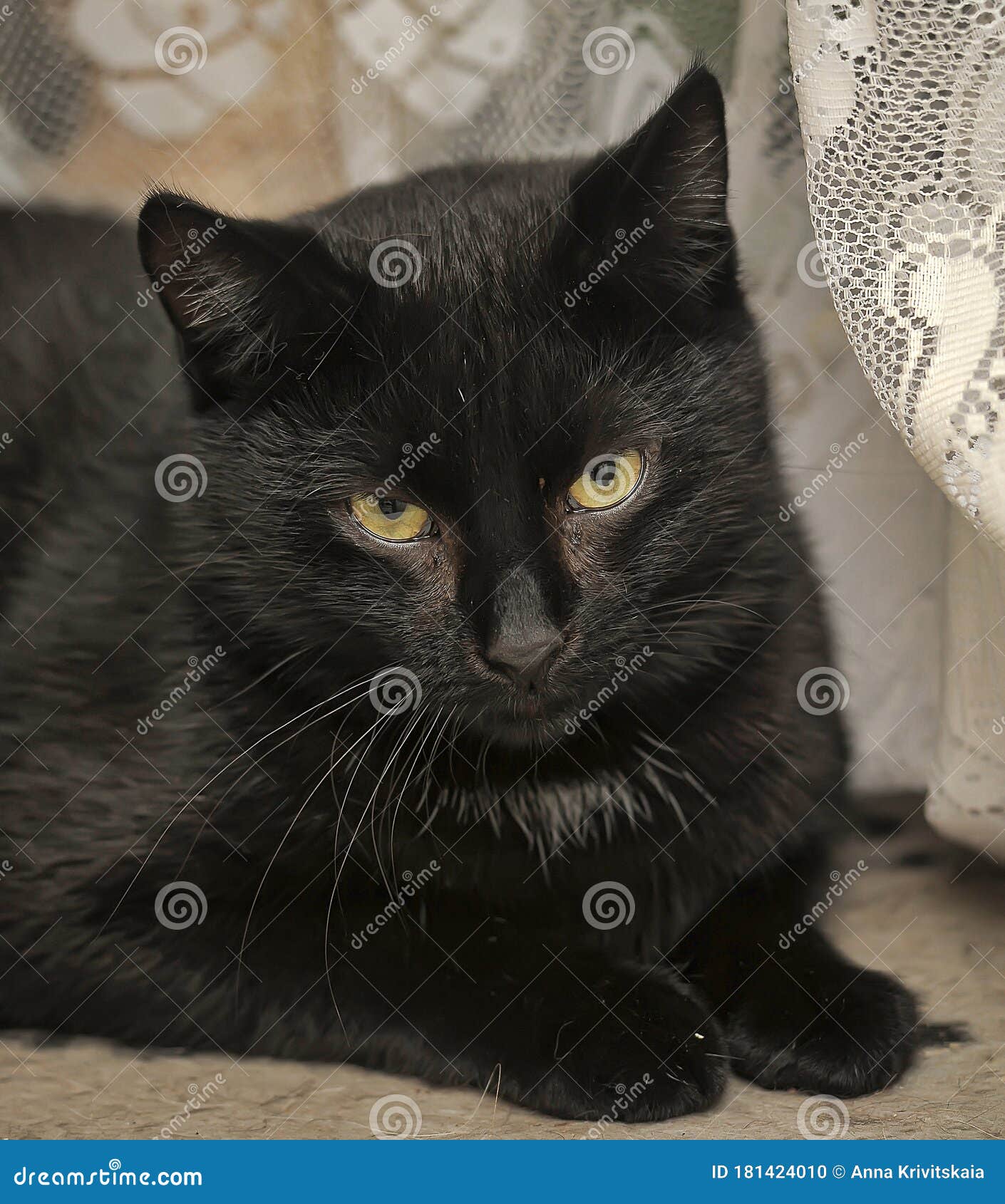 Sleek black cat lies stock photo. Image of adoption - 181424010