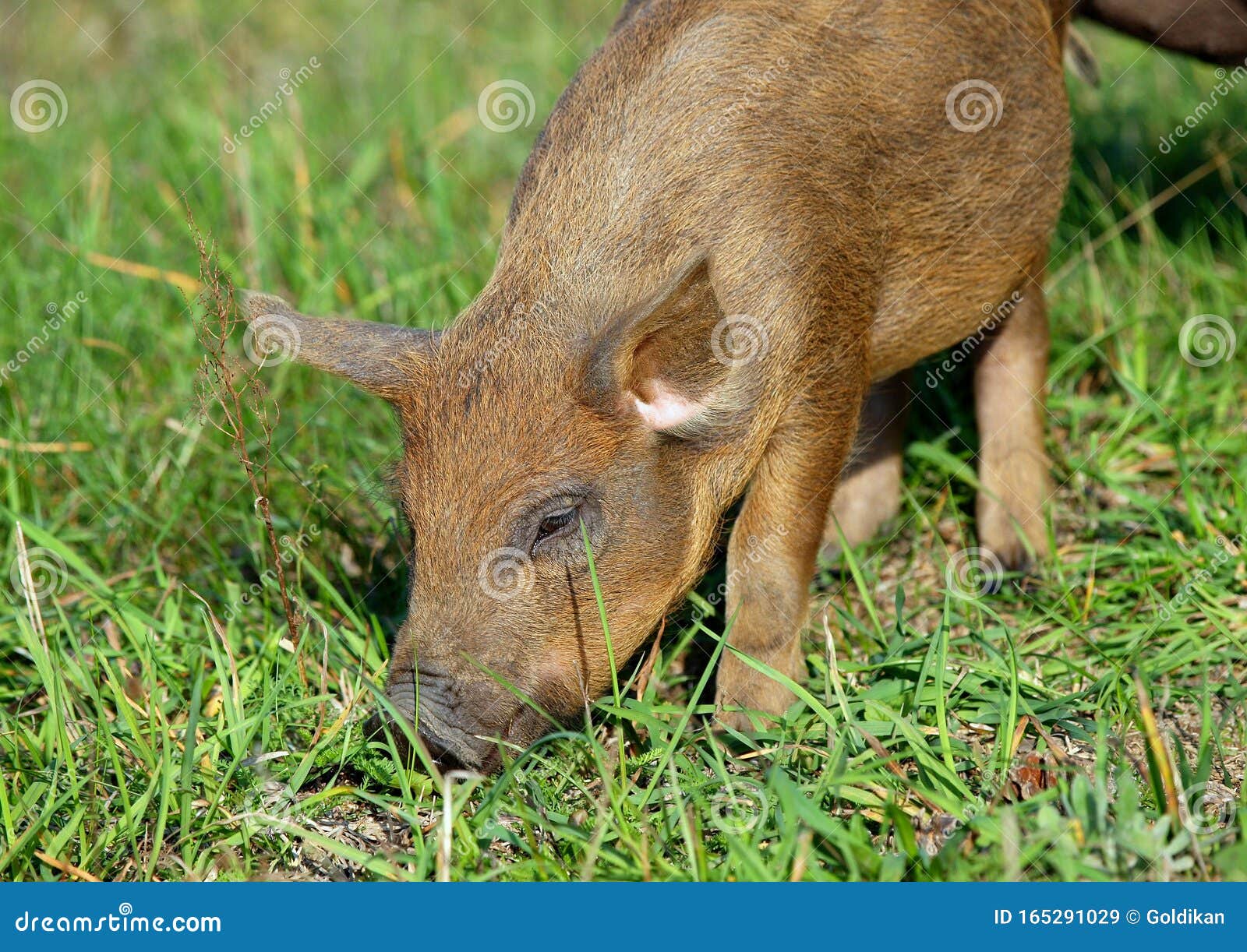Domestic Small Pig Feeds in Natural Environment Stock Image - Image of ...