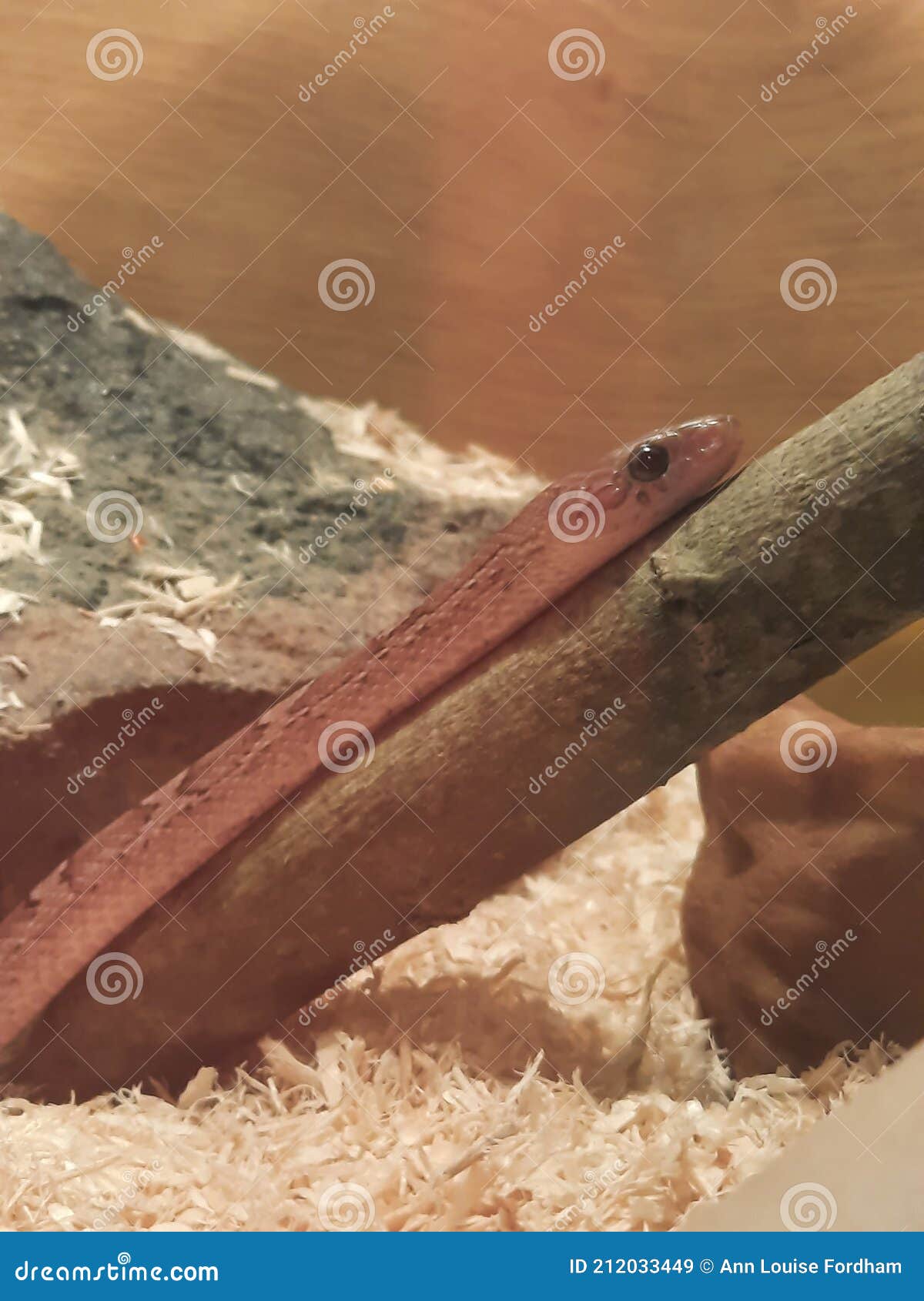 Domestic Snake Basking on a Branch, Devon, UK Stock Image - Image of ...