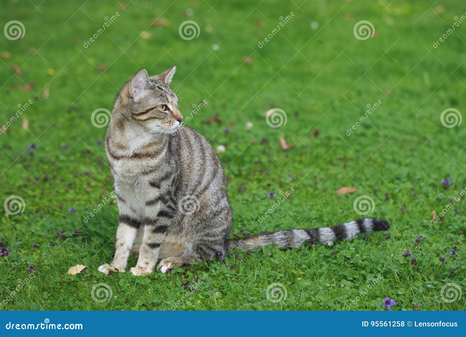 Domestic Tabby Cat in the Garden Stock Photo - Image of nature, meadow ...