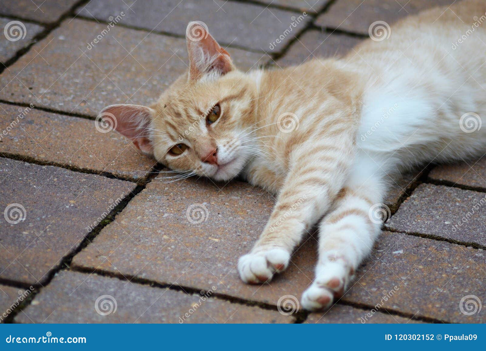 Tabby cat laying on bricks stock photo. Image of bricks - 120302152