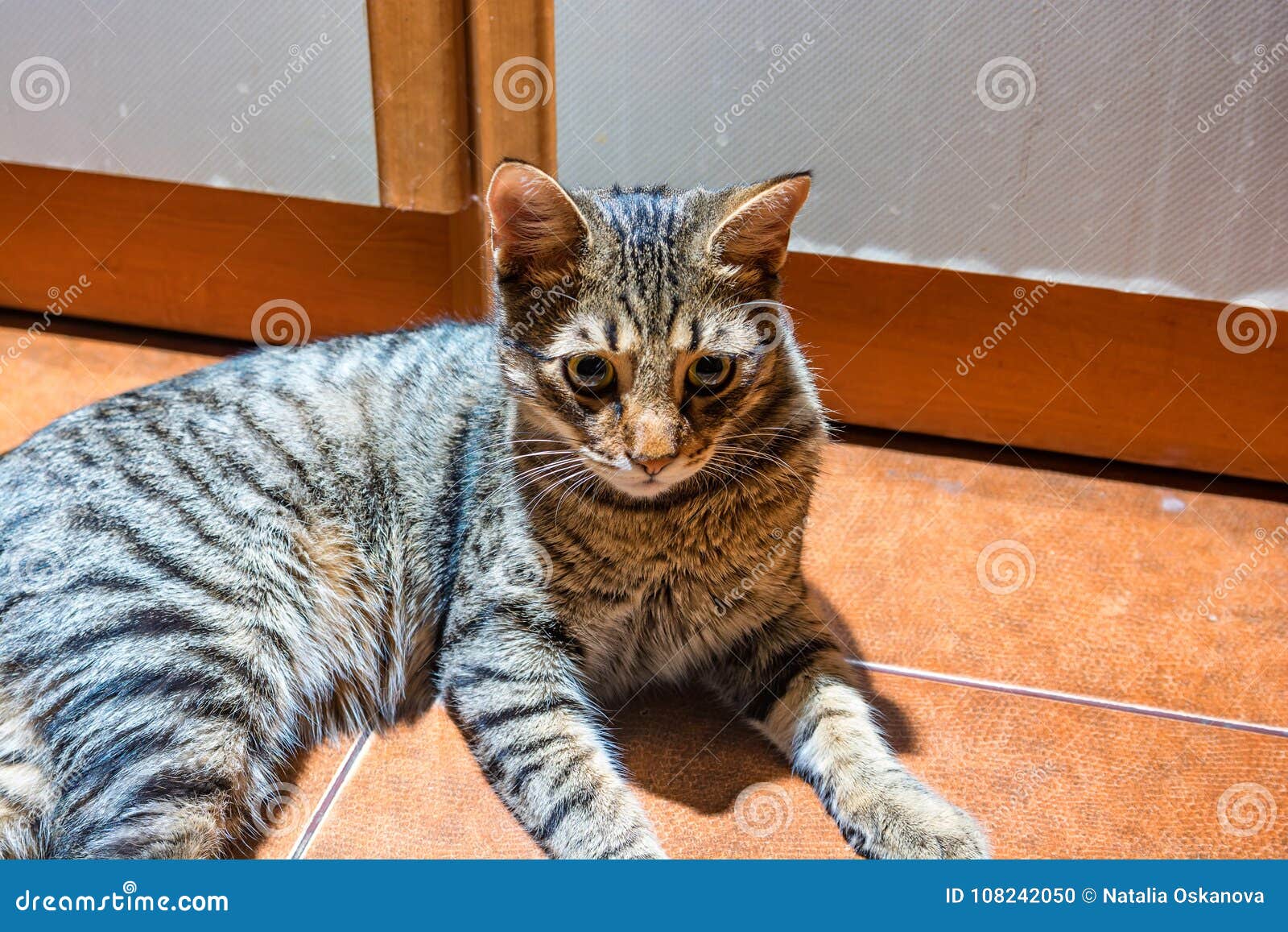 Domestic Tabby Cat with Scared Face Stock Photo - Image of eyes, breed ...