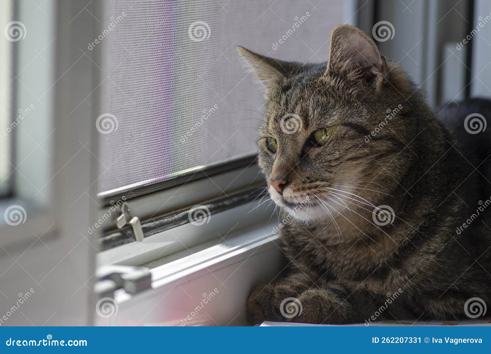 Domestic Tiger Cat Lying on Window Sill, Look Outside Stock Image ...