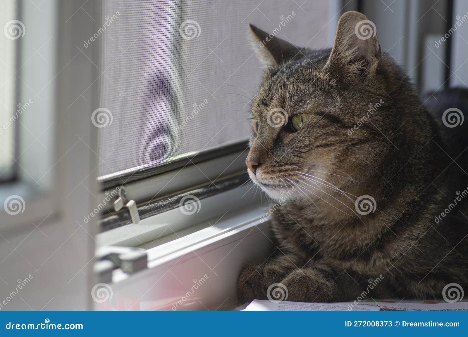 Domestic Tiger Cat Lying on Window Sill, Look Outside Stock Image ...