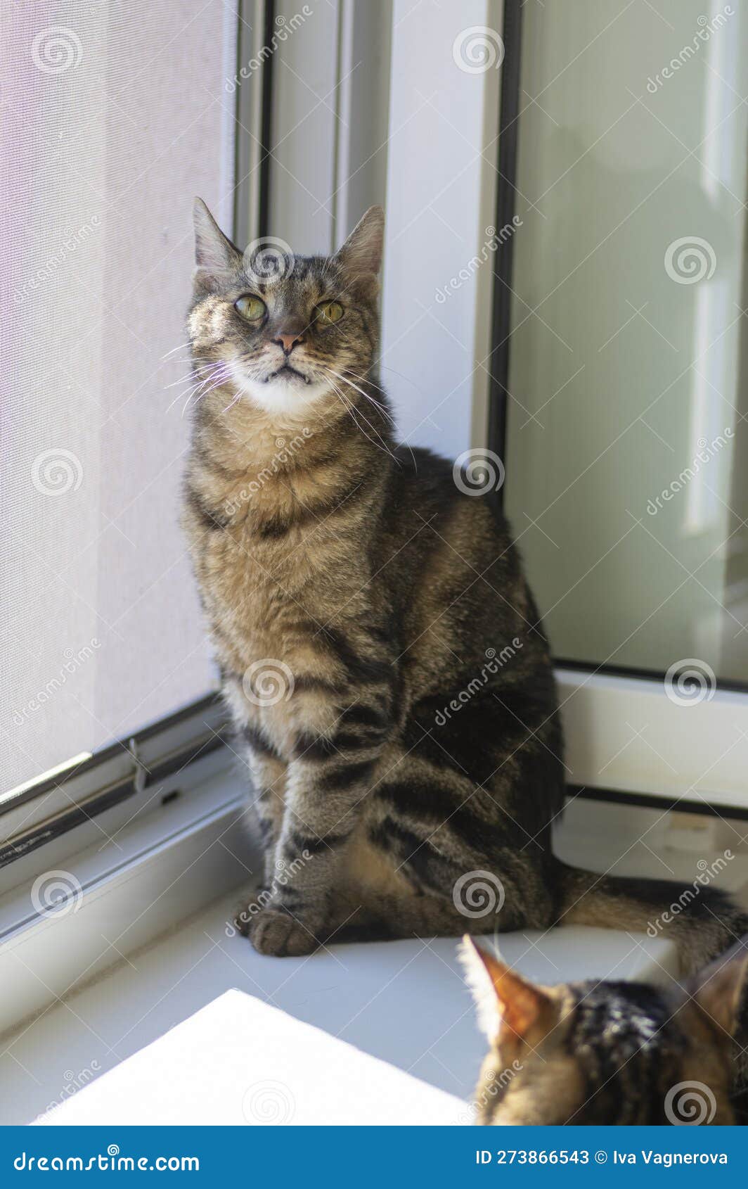 Black Tomcat Sitting Window Stock Photos - Free & Royalty-Free Stock ...