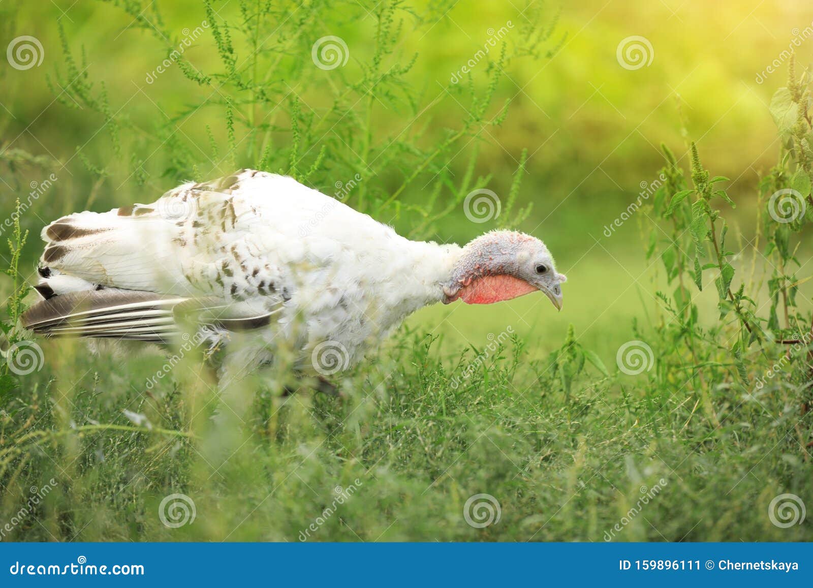 Domestic Turkey with White Feathers. Poultry Farming Stock Image ...