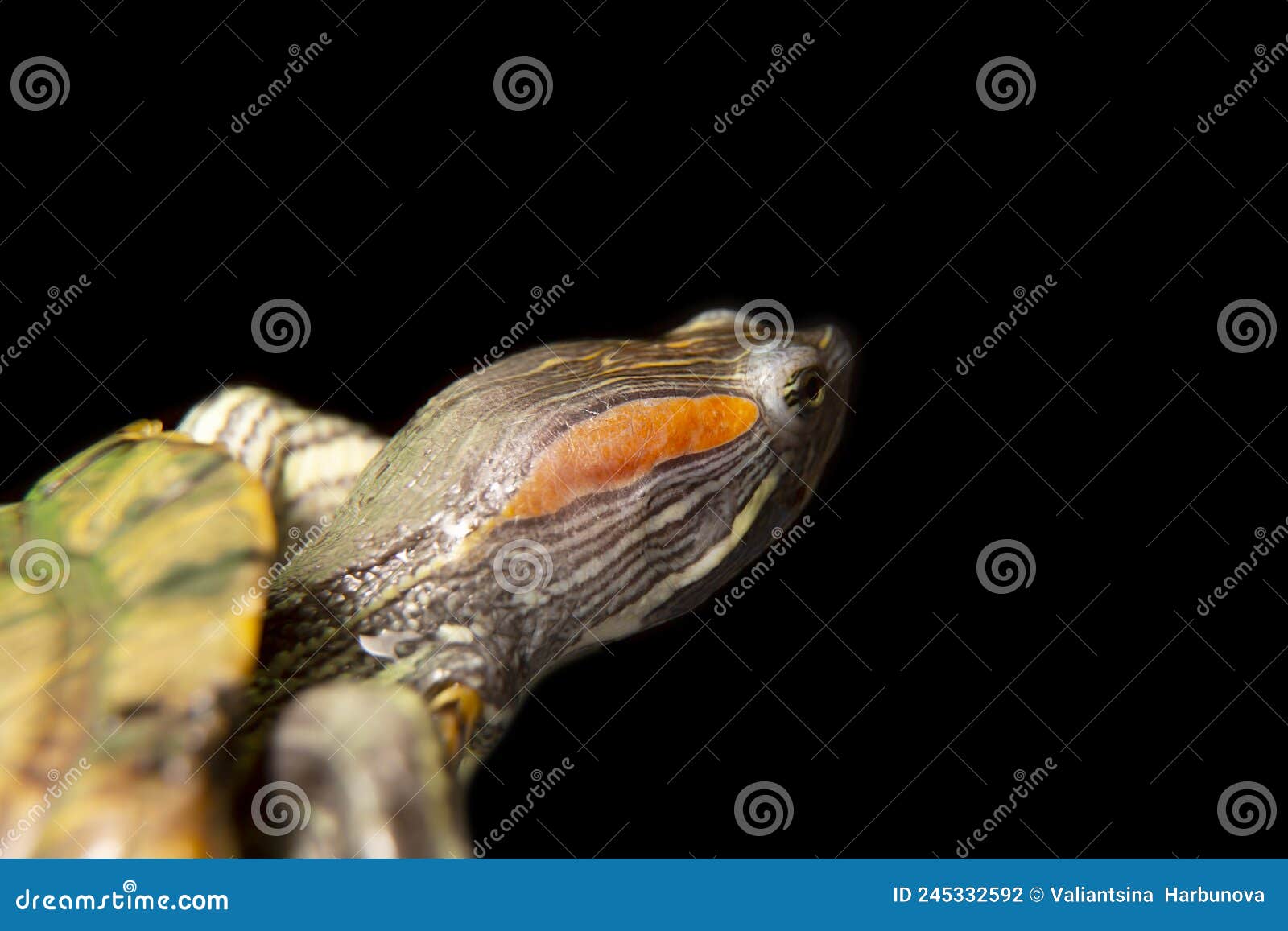 Domestic Turtle Close-up on a Black Background. Stock Photo - Image of ...