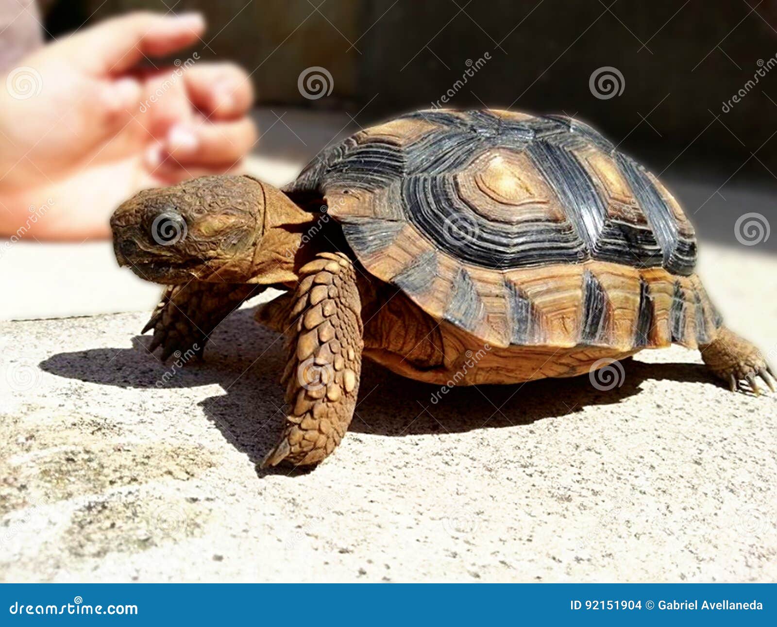 Domestic turtle. Pet stock photo. Image of turtle, ectotherm - 92151904