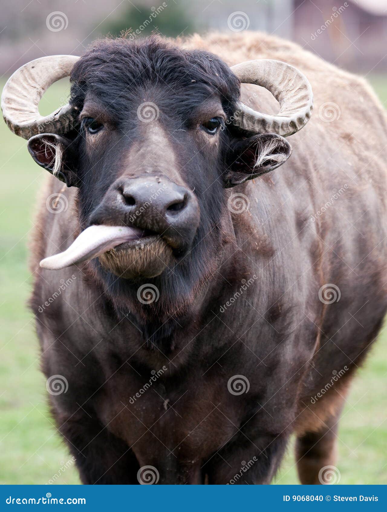 Domestic Water Buffalo (Bubalus Bubalis Arnee) Stock Photo - Image of ...