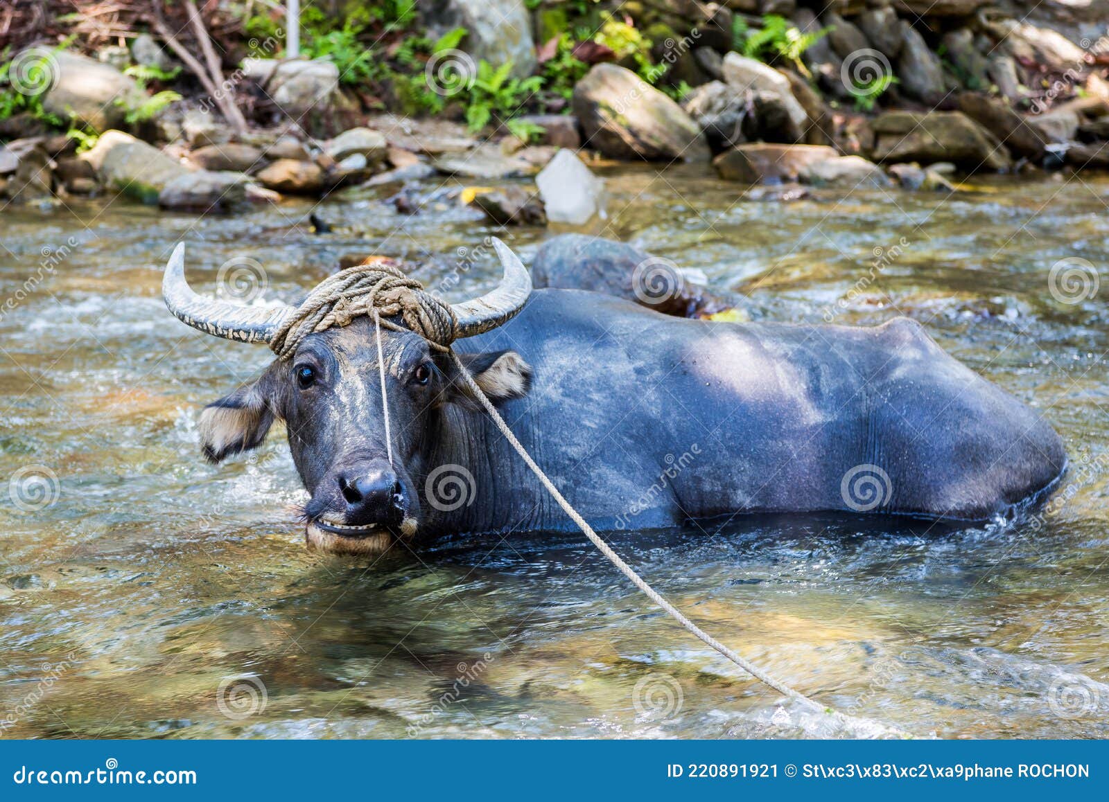 Domestic Water Buffalo in Mindoro Stock Image - Image of flow ...
