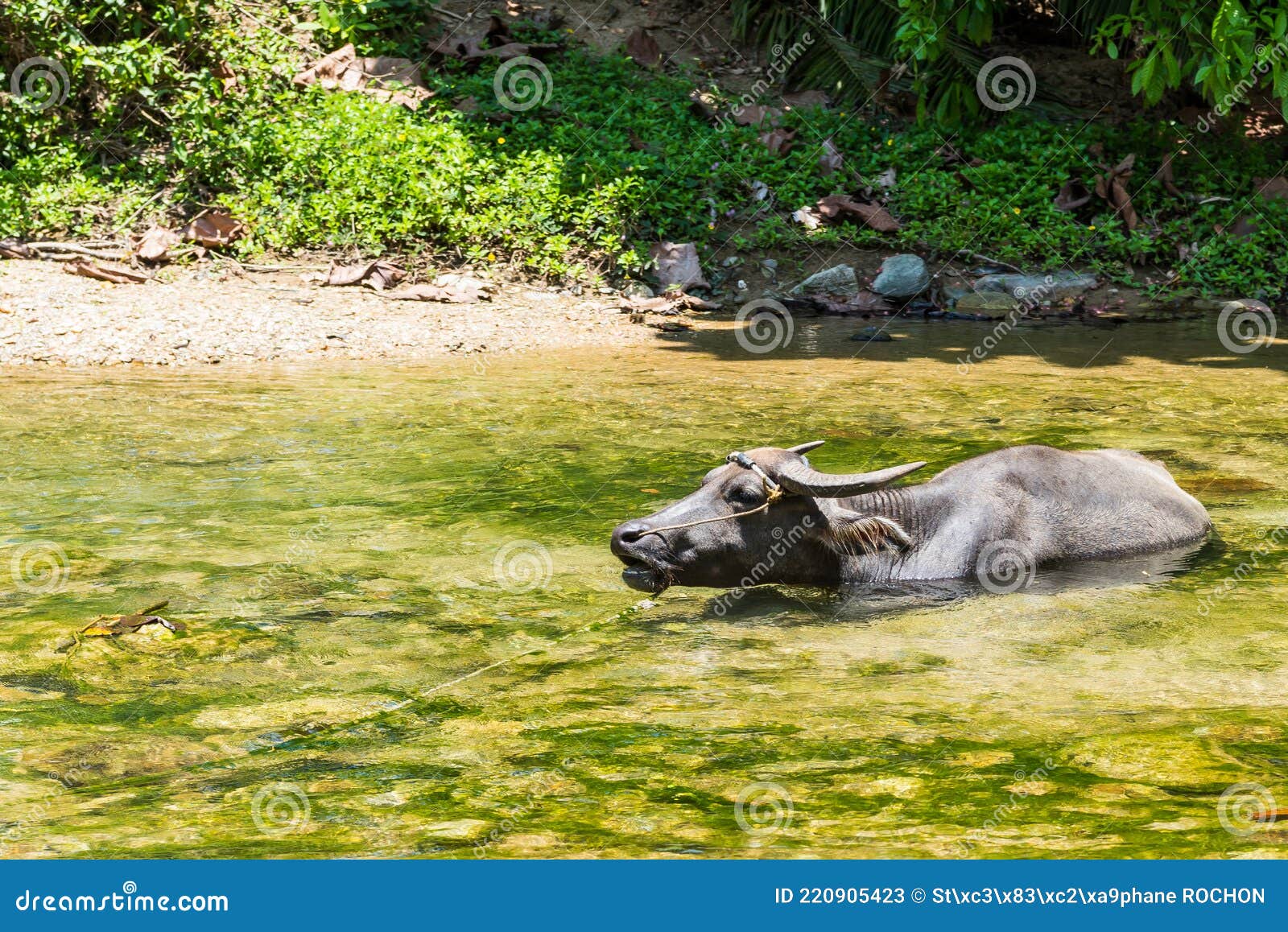 Domestic water buffalo stock image. Image of bubalus - 220905423