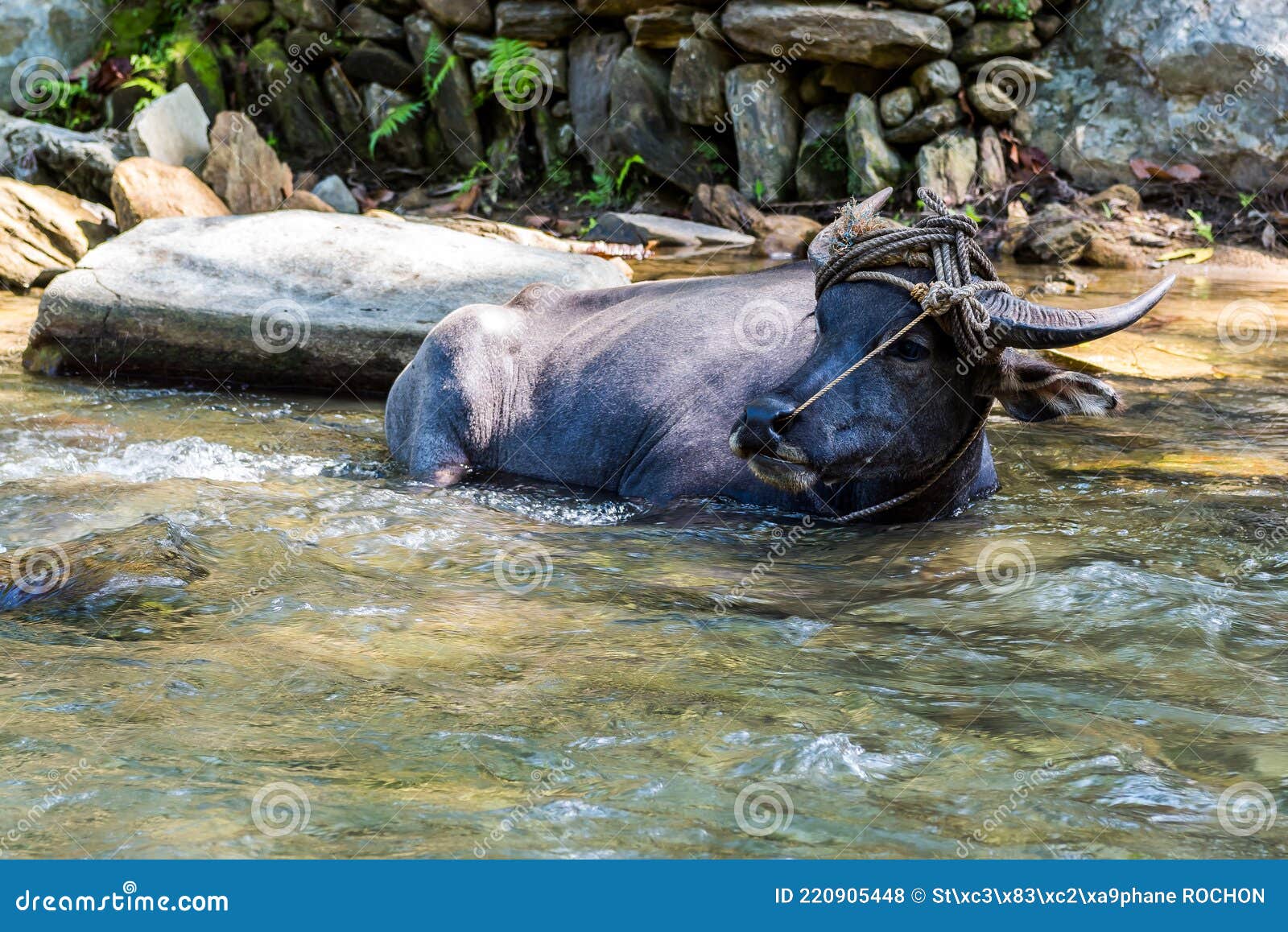 Domestic water buffalo stock photo. Image of luzon, colorful - 220905448