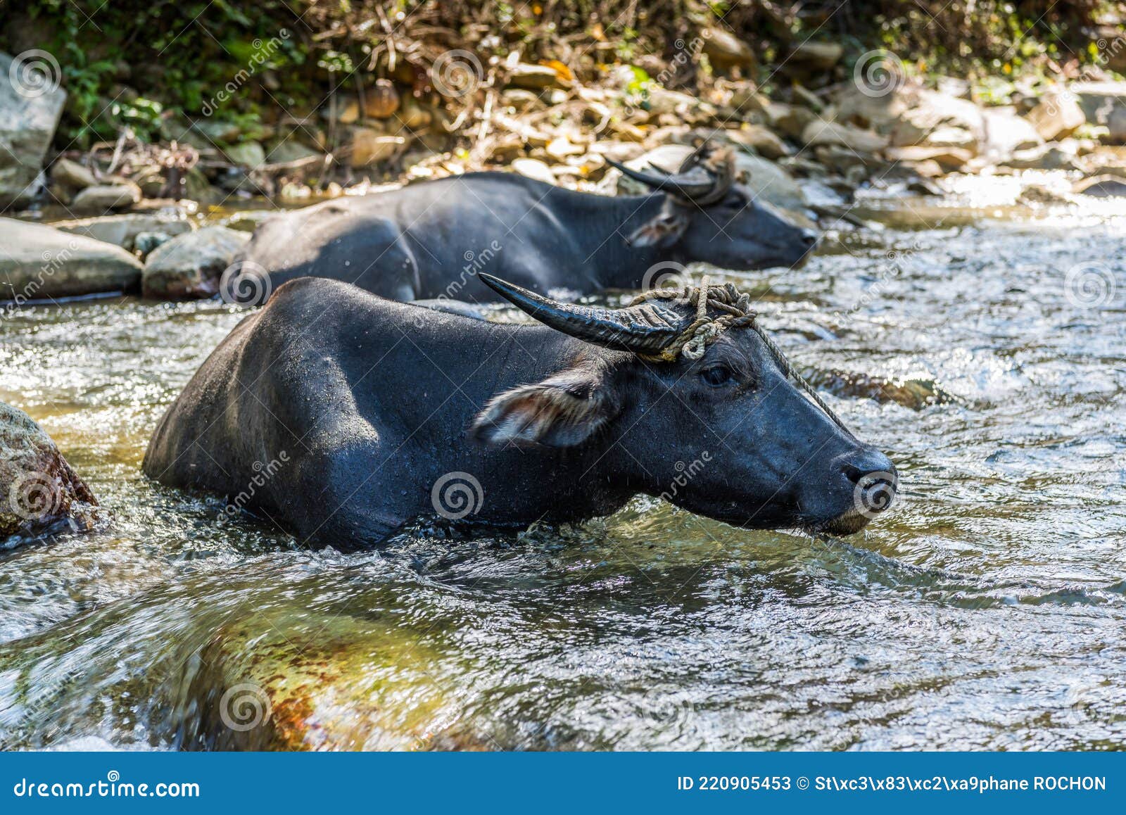 Domestic Water Buffalo Royalty-Free Stock Photo | CartoonDealer.com ...