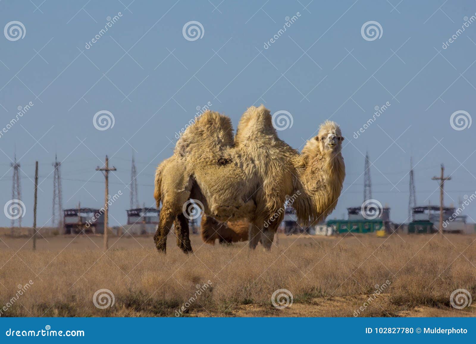 Domestic White Bactrian Two-humped Camel in Desert of Kazakhstan Stock ...