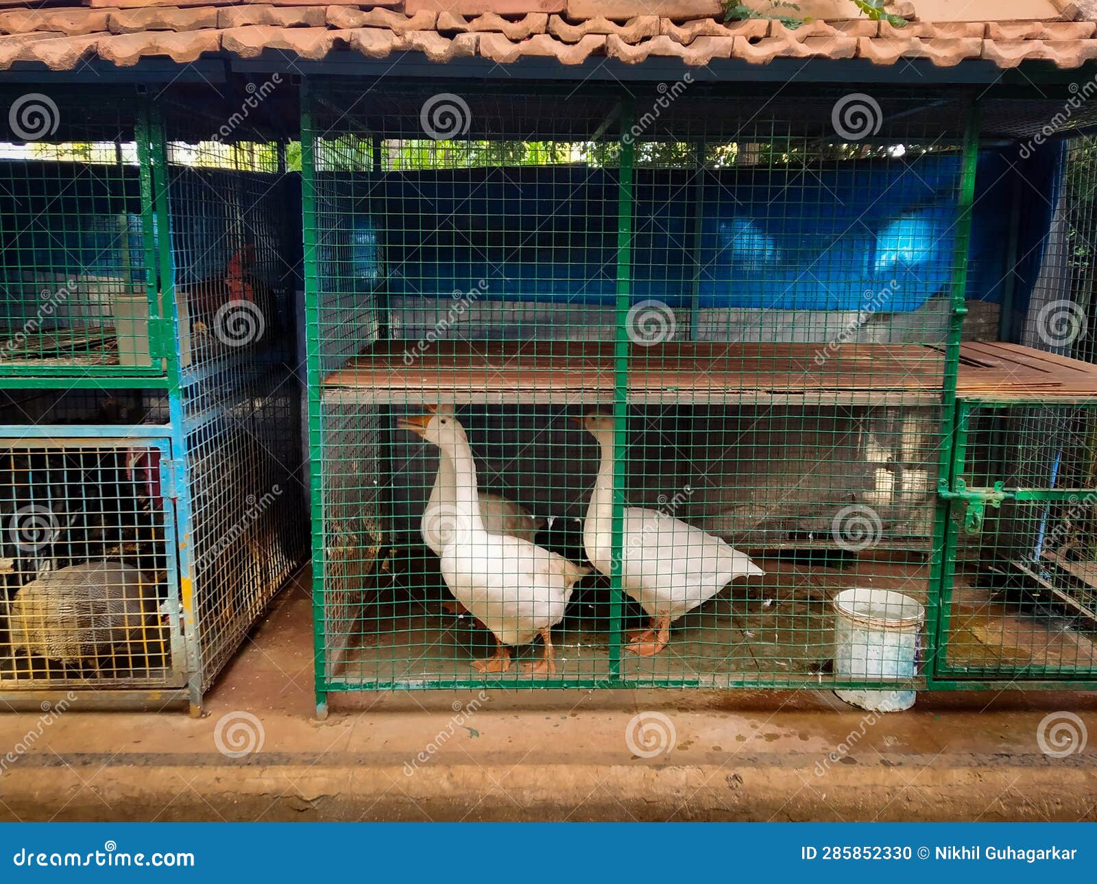 Domestic White Colored Ducks in Cage Stock Photo - Image of wing, asia ...