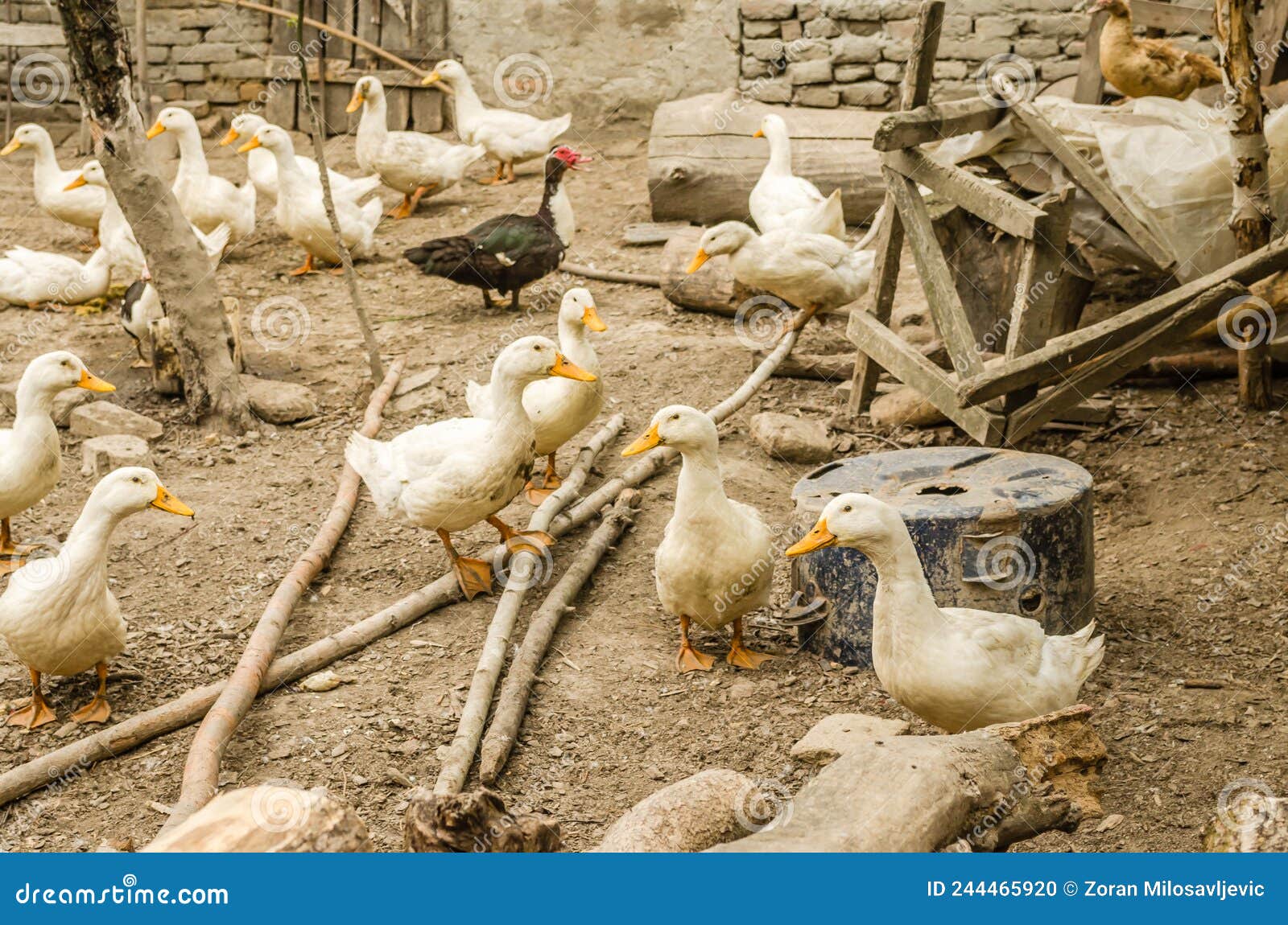 Domestic White Ducks on a Farm Stock Photo - Image of beautiful ...