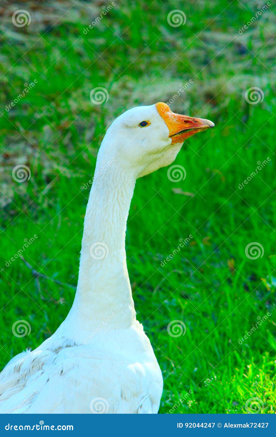 Domestic White Goose with Long Neck Stock Image - Image of animal, bird ...