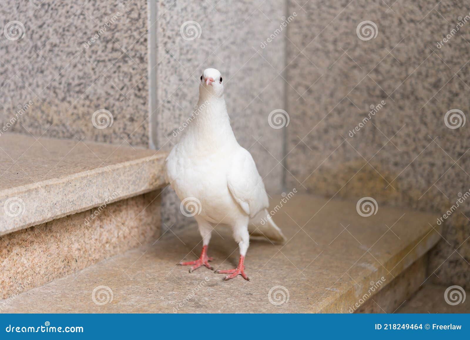 Domestic White Pigeon Standing on a Stair and Looking at the Camera ...