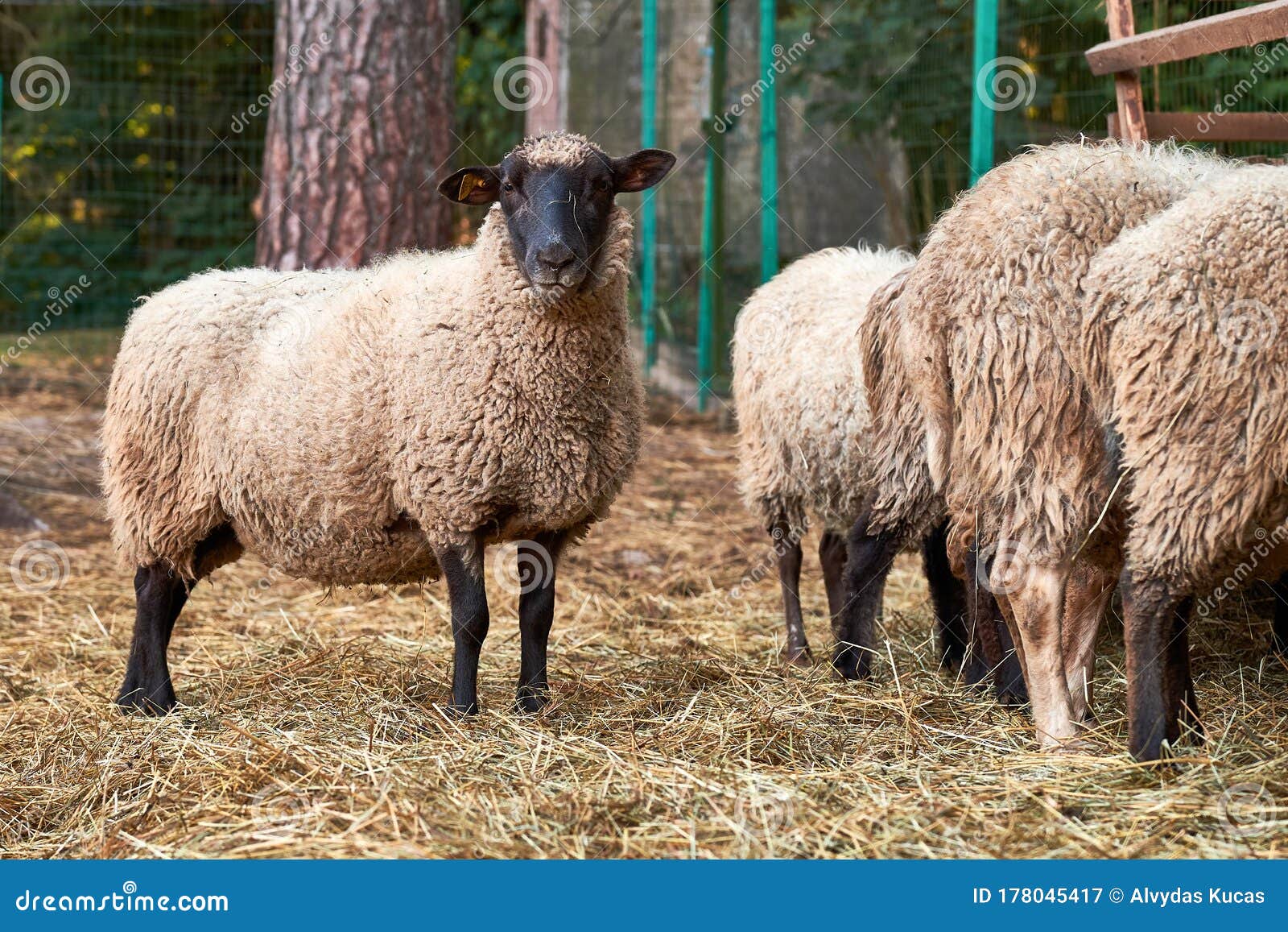 Domestic white sheep stock image. Image of grass, lamb - 178045417