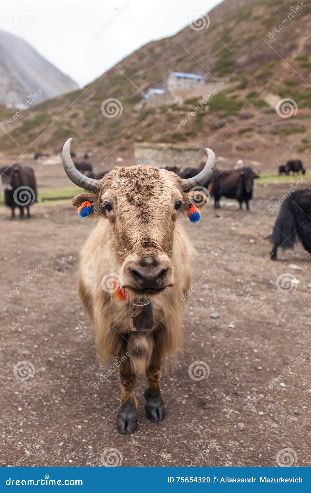 Domestic yak stock photo. Image of horn, cattle, head - 75654320