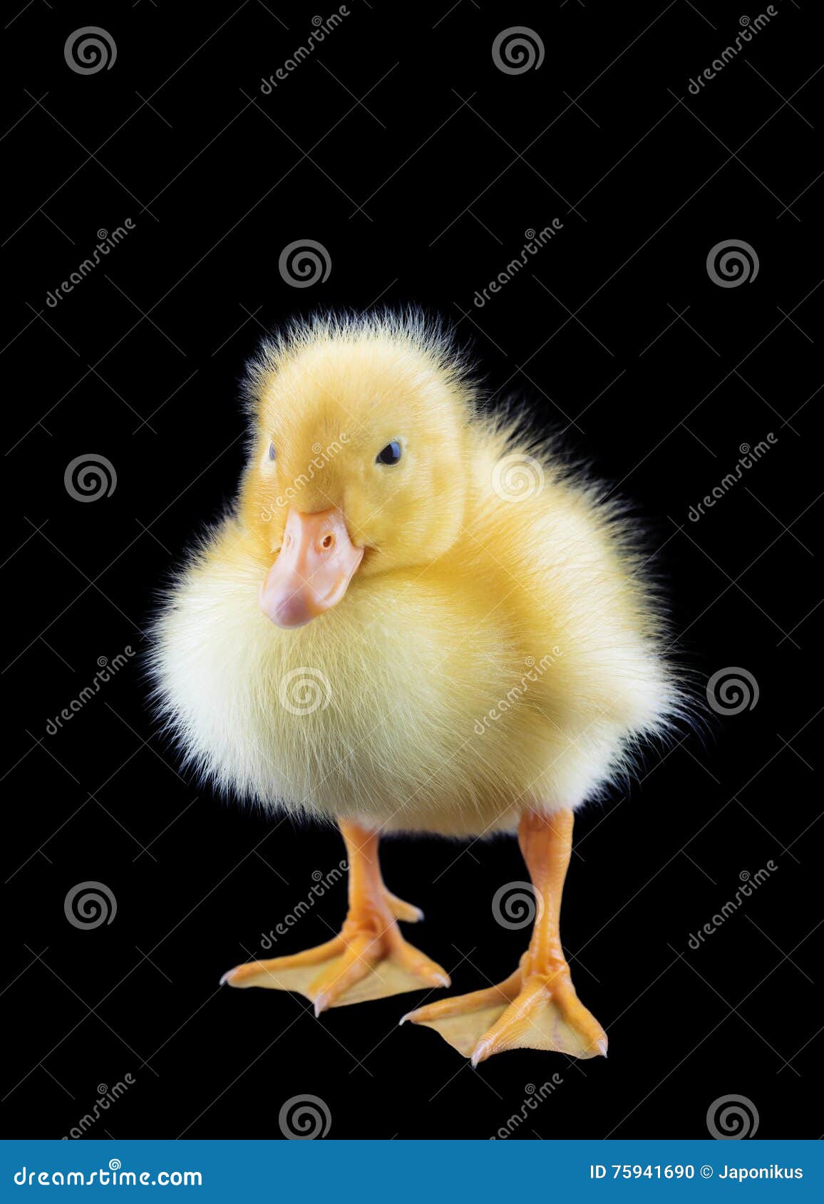 Yellow Baby Ducks Wallpaper