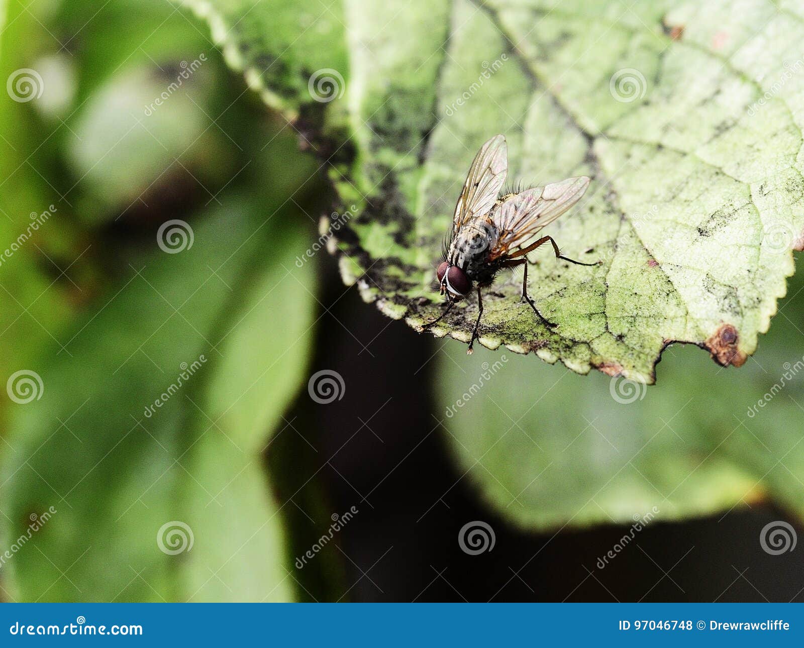 Domestica Del Musca - Mosca De La Casa Foto de archivo - Imagen de ...