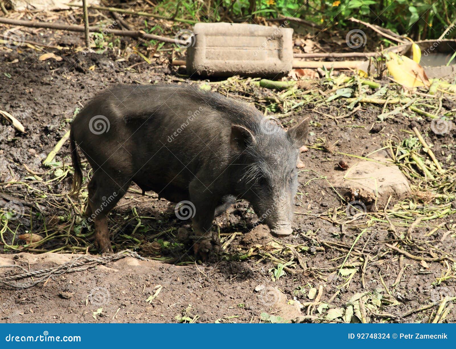 Domesticated boar stock photo. Image of black, stand - 92748324